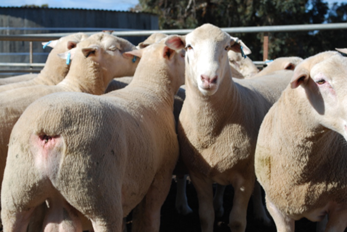 Ida Vale - Dorper, White Dorper, White Suffolk & Afrikaner Sheep Breeds ...